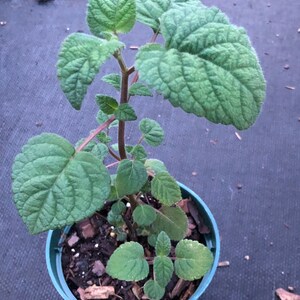Rosebud Sage, Salvia Involucrata Live Plant - Etsy