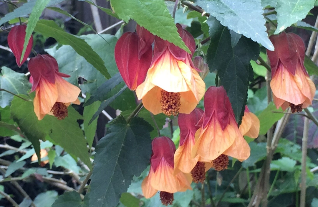 Marilyn's Choice Abutilon - Live Plant - Etsy