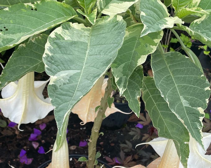 Variegated Angels Trumpet, Brugmansia - Etsy
