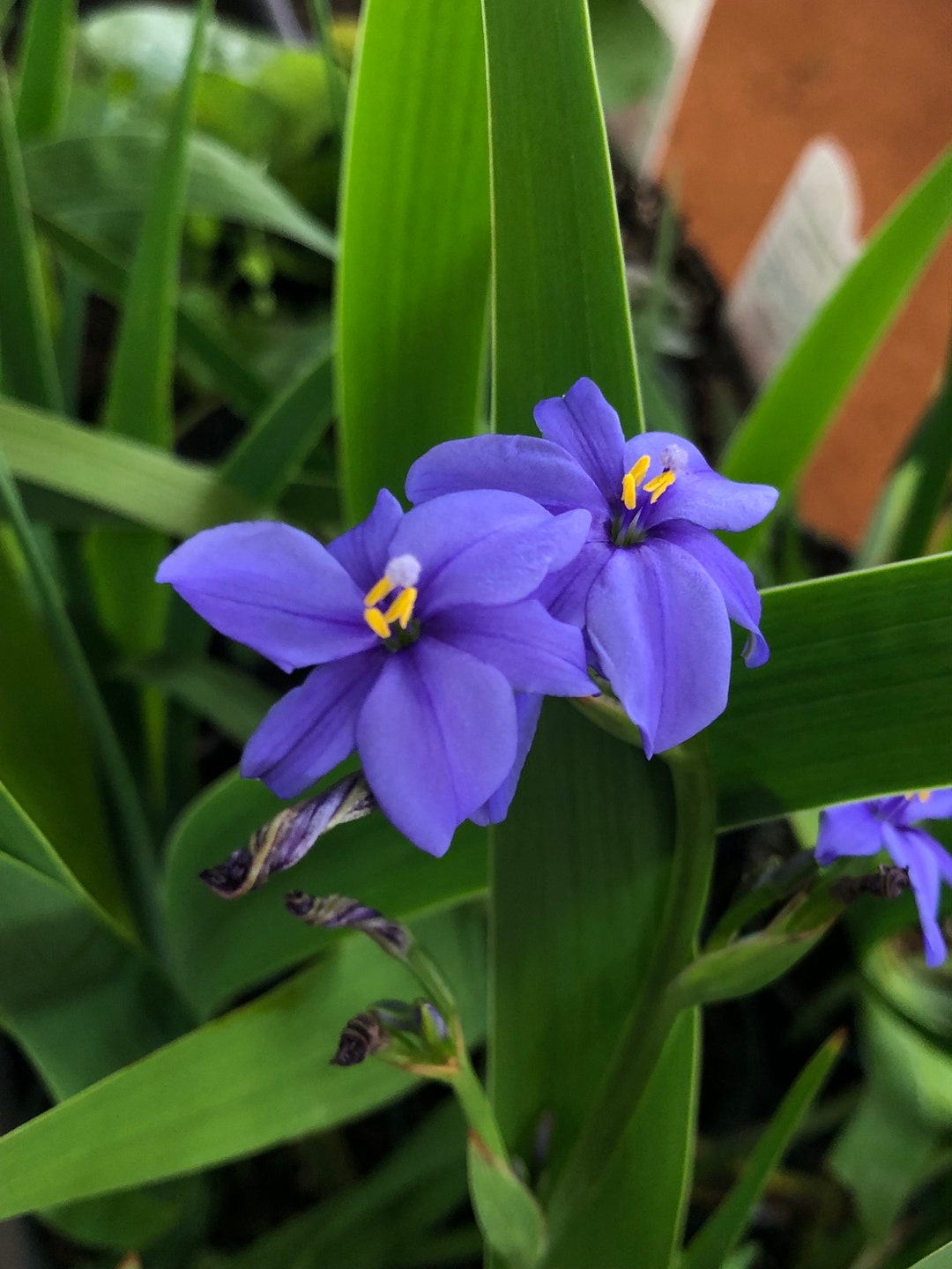 Blue Star Iris, Aristea Ecklonii - Live Plant - Etsy