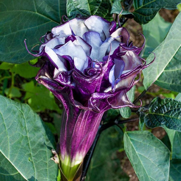 Devils Trumpet - Etsy