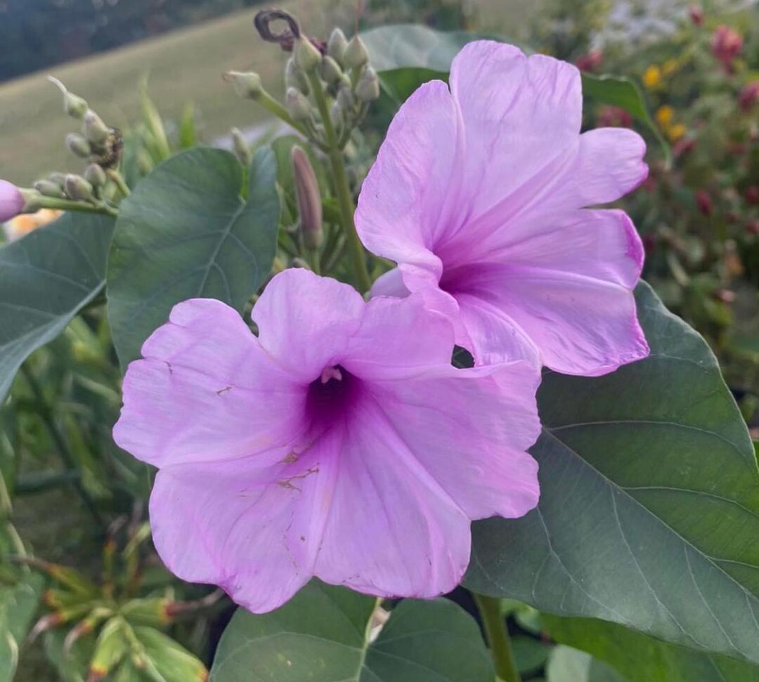 Bush Morning Glory, Live Plant - Etsy
