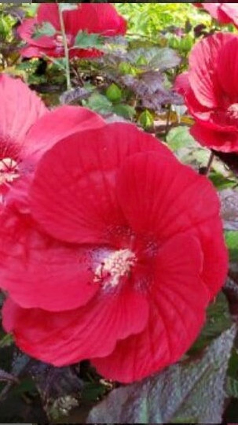Hardy Hibiscus ‘mimi’ - Live Plant - Etsy