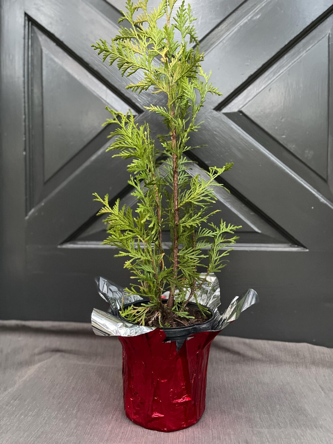 Green Giant Thuja- Living Christmas Tree - Free Shipping! - Etsy