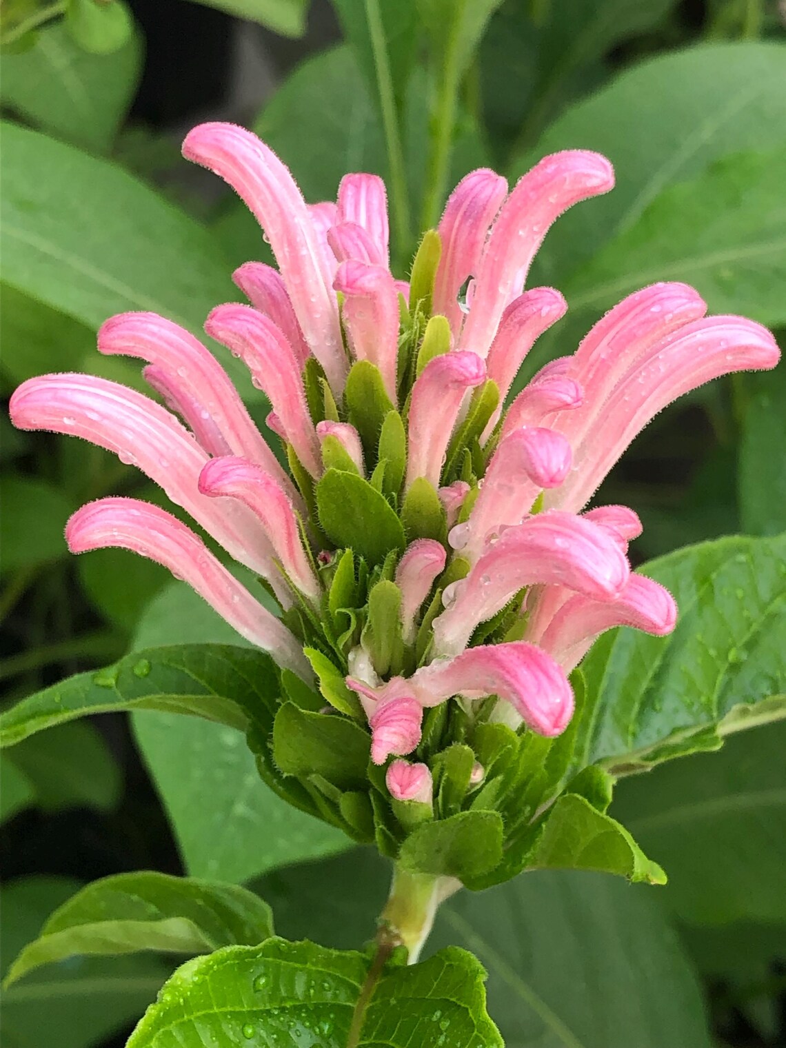 Pink Jacobina, Brazilian Plume Flower - Live Plant - Etsy