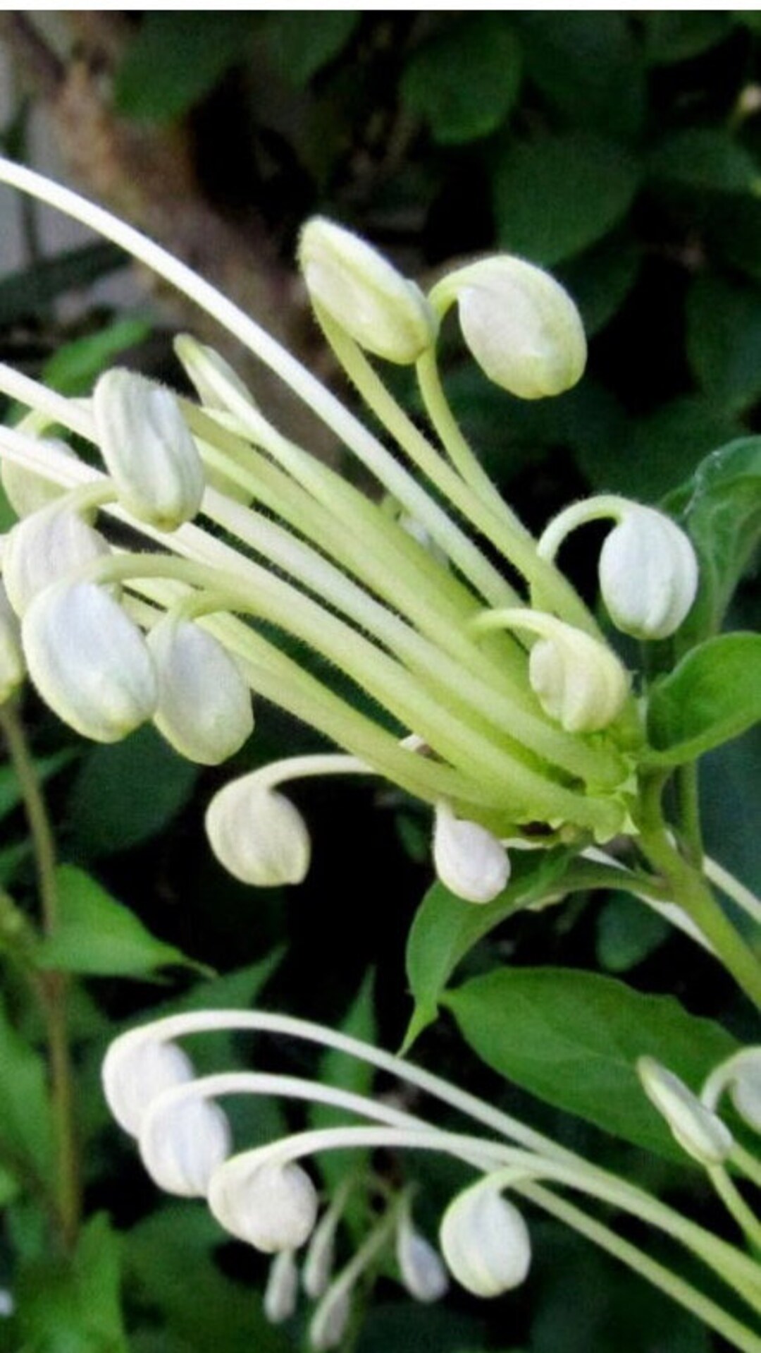 Musical Notes Clerodendrum Live Plant - Etsy