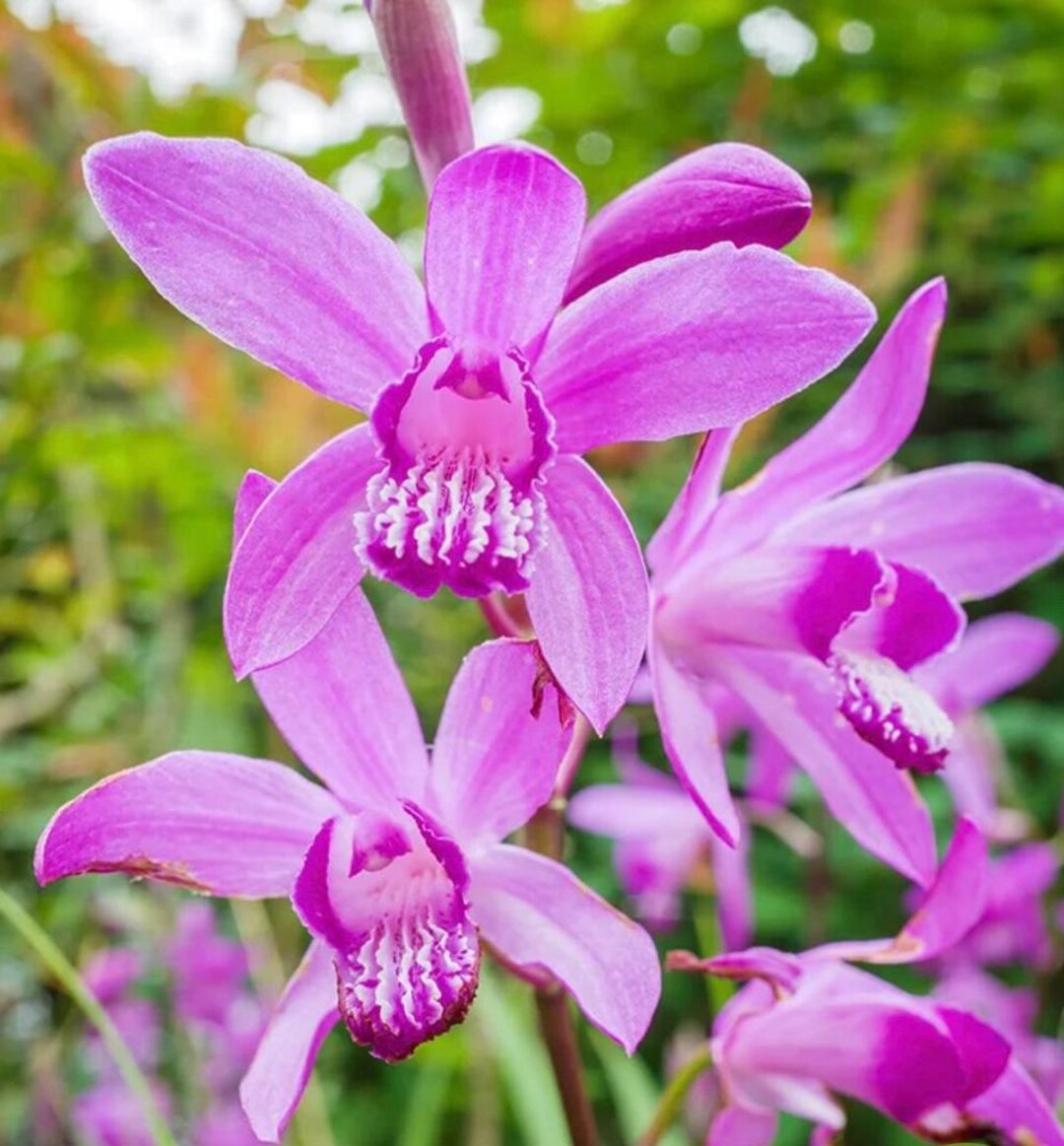 Bletilla Striata, Hardy Ground Orchid - Etsy