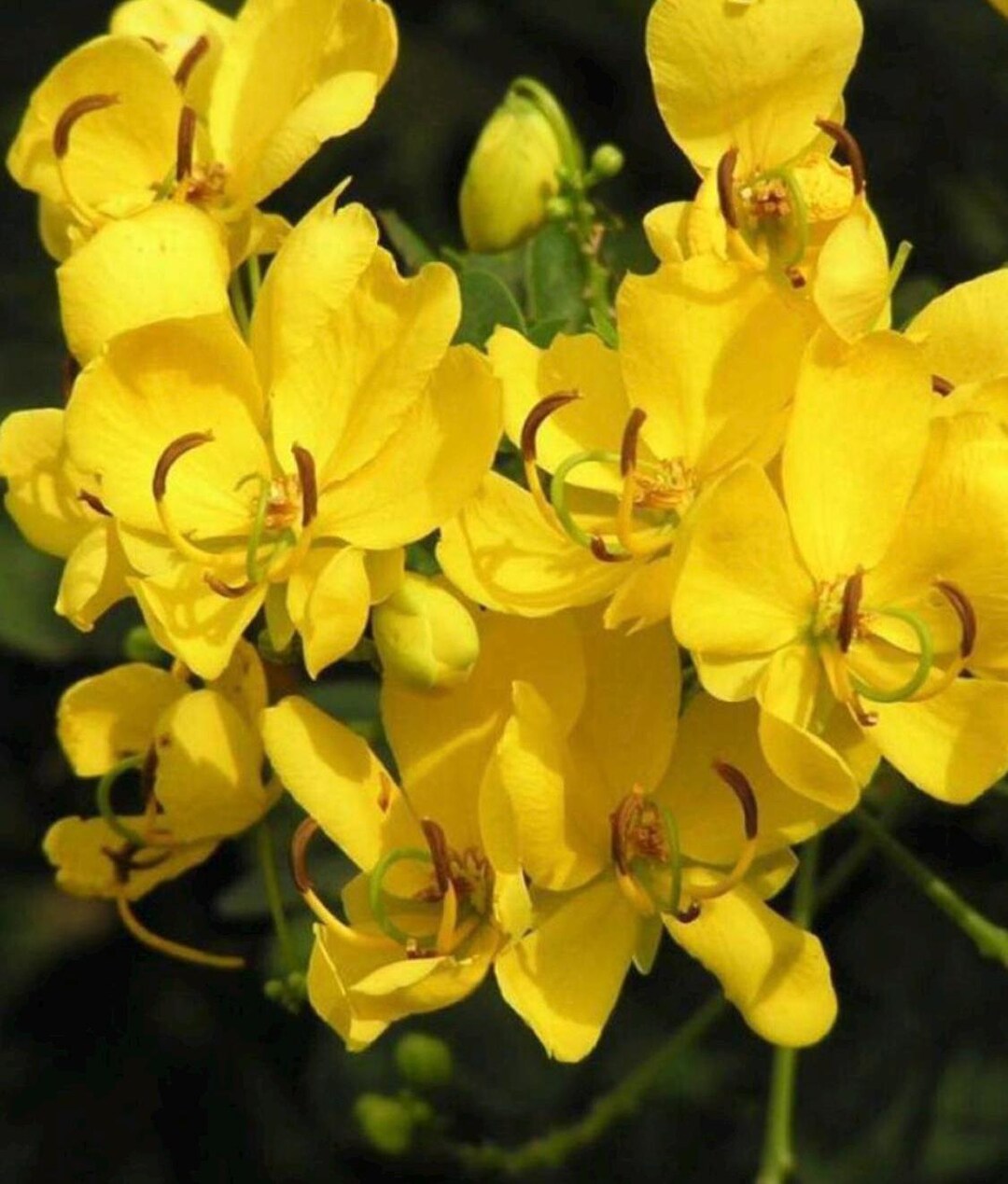 Cassia Spendida , Golden Wonder Tree- Live Plant - Etsy