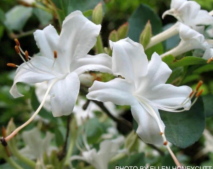 Native Azalea Viscosum - Swamp Azalea - Etsy