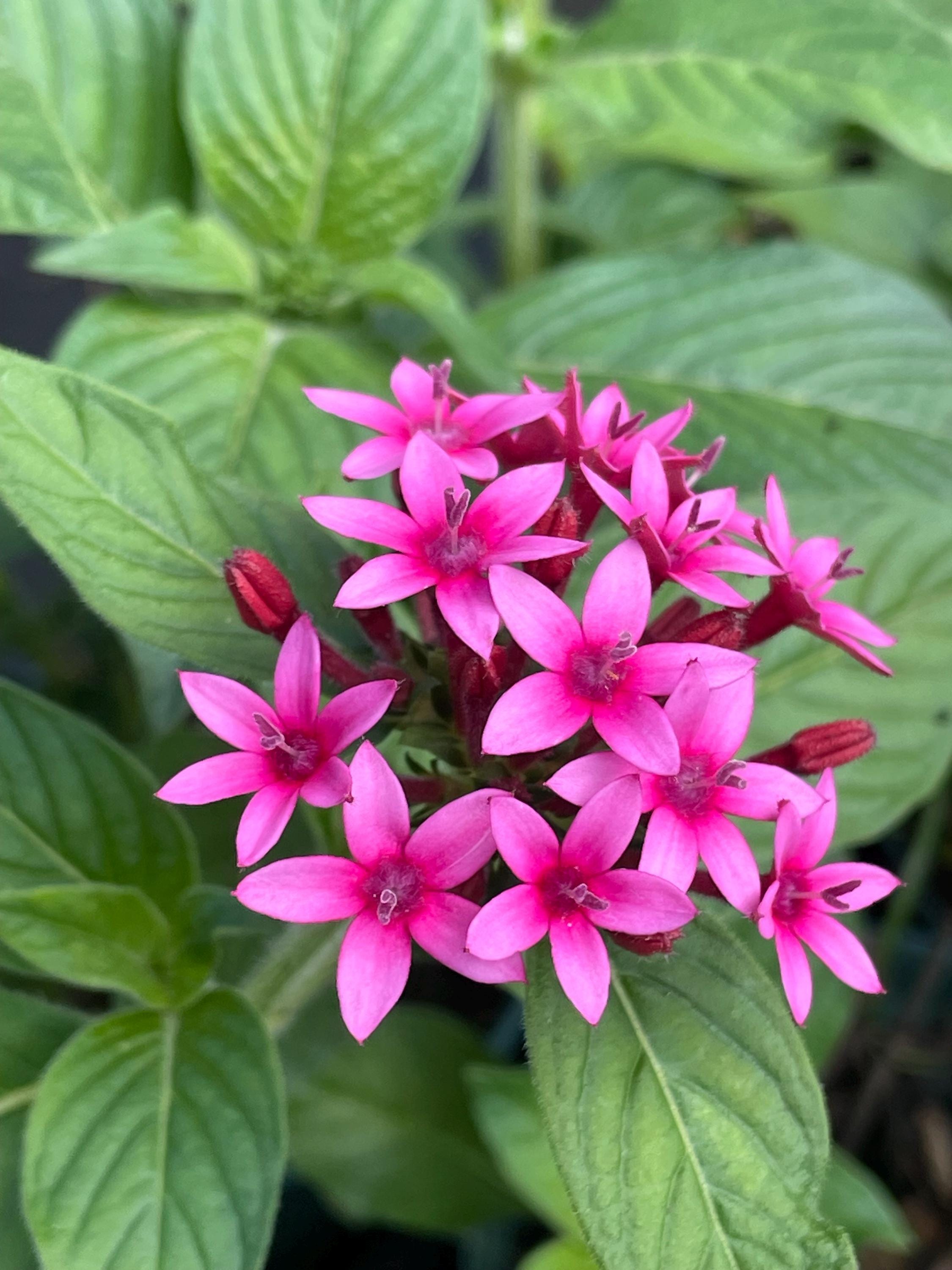 Pink Remembrance Perennial Penta- Live Plant - Etsy