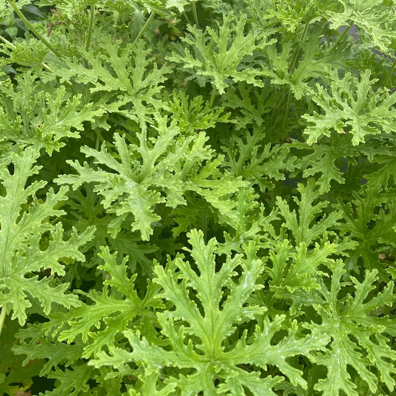 Mosquito Plant - Etsy