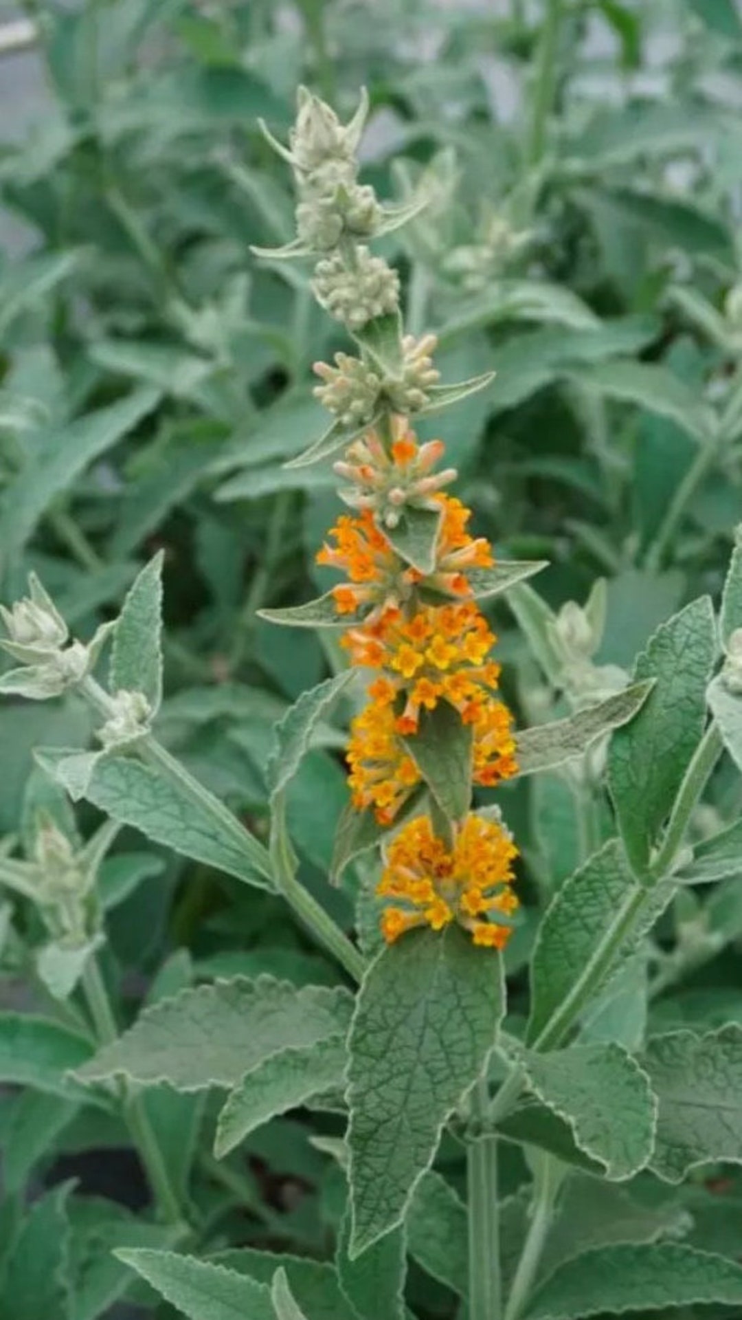 Orange Sceptre Butterfly Bush - Live Plant- Buddleia - Etsy