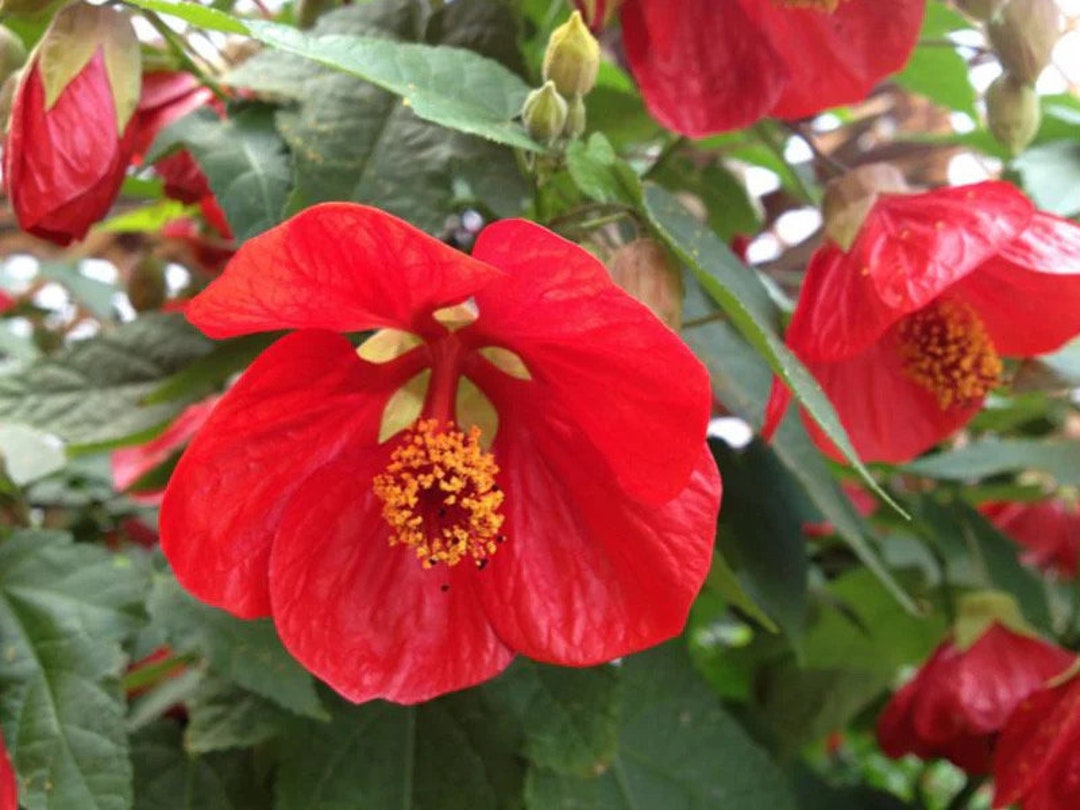 Red Lucky Lantern Abutilon - Live Plant - Etsy