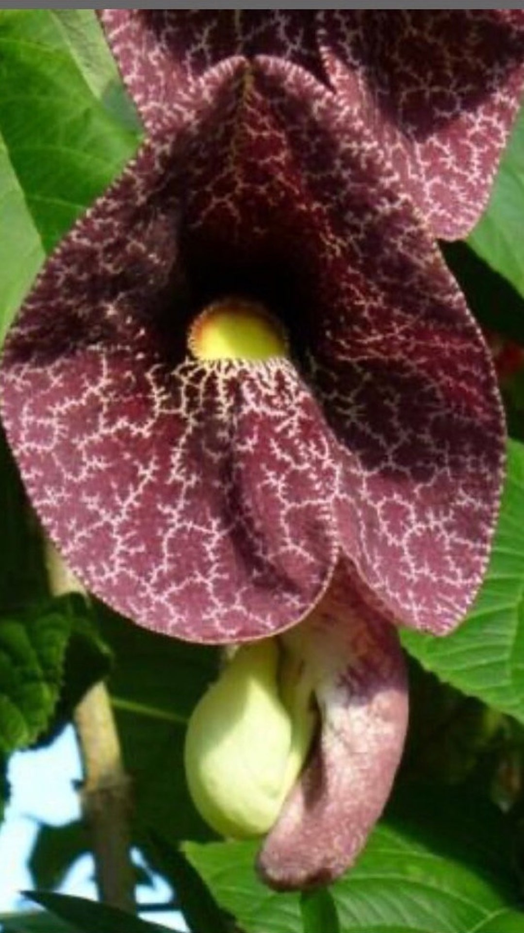 Giant Flowering Dutchman’s Pipe Vine - Live Plant, Aristolochia ...