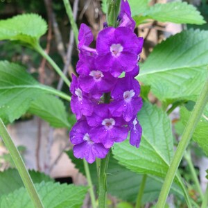 Purple Porter Weed - Live Plant- Stachytarpheta Frantzii - Etsy