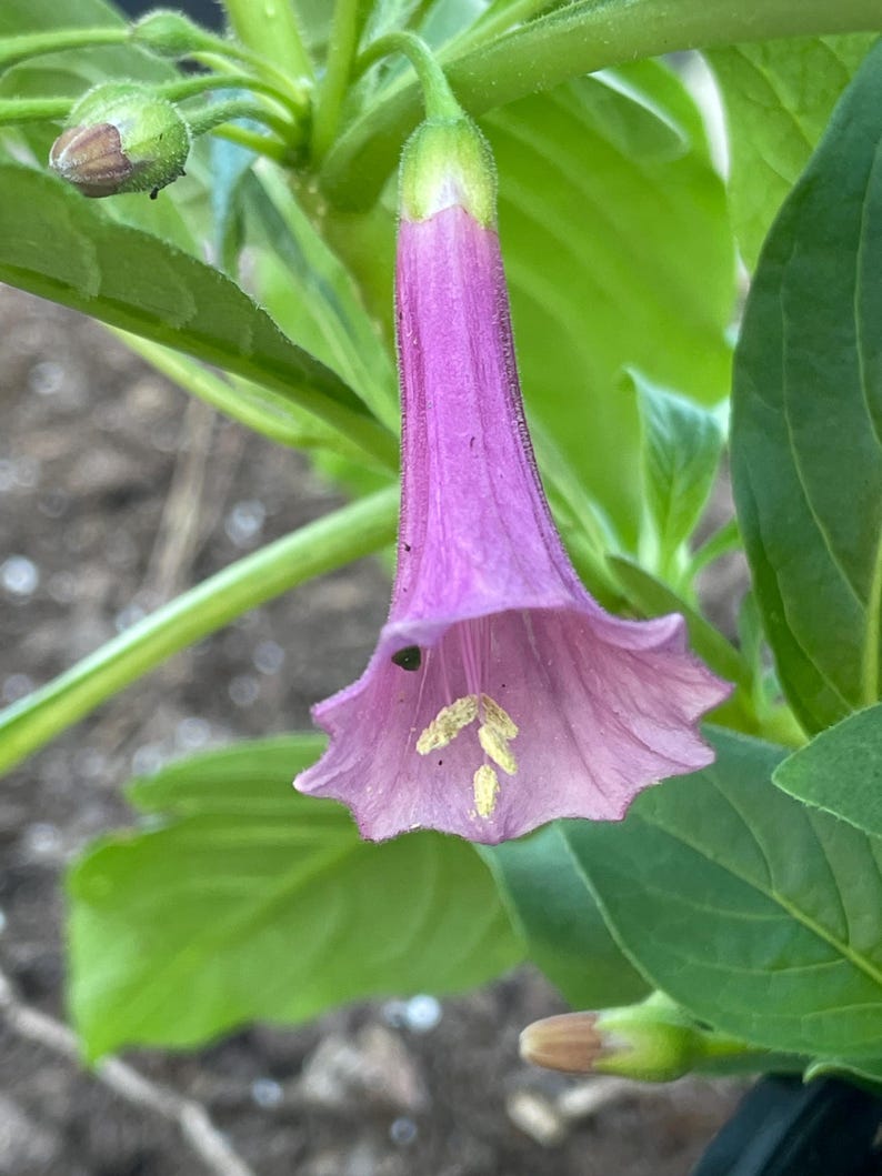 Iochroma 'princess', Mini Angels Trumpet- Live Plant, Budded/blooming ...