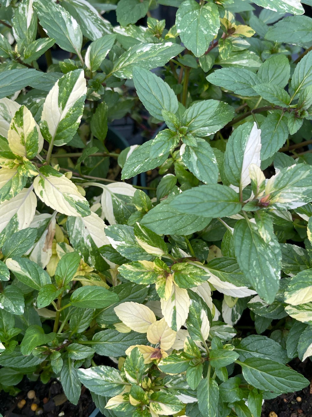Variegated Peppermint, Herb - Live - Etsy