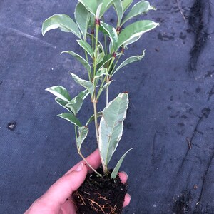 Osmanthus Yinbi Shuanghui Live Plant - Etsy