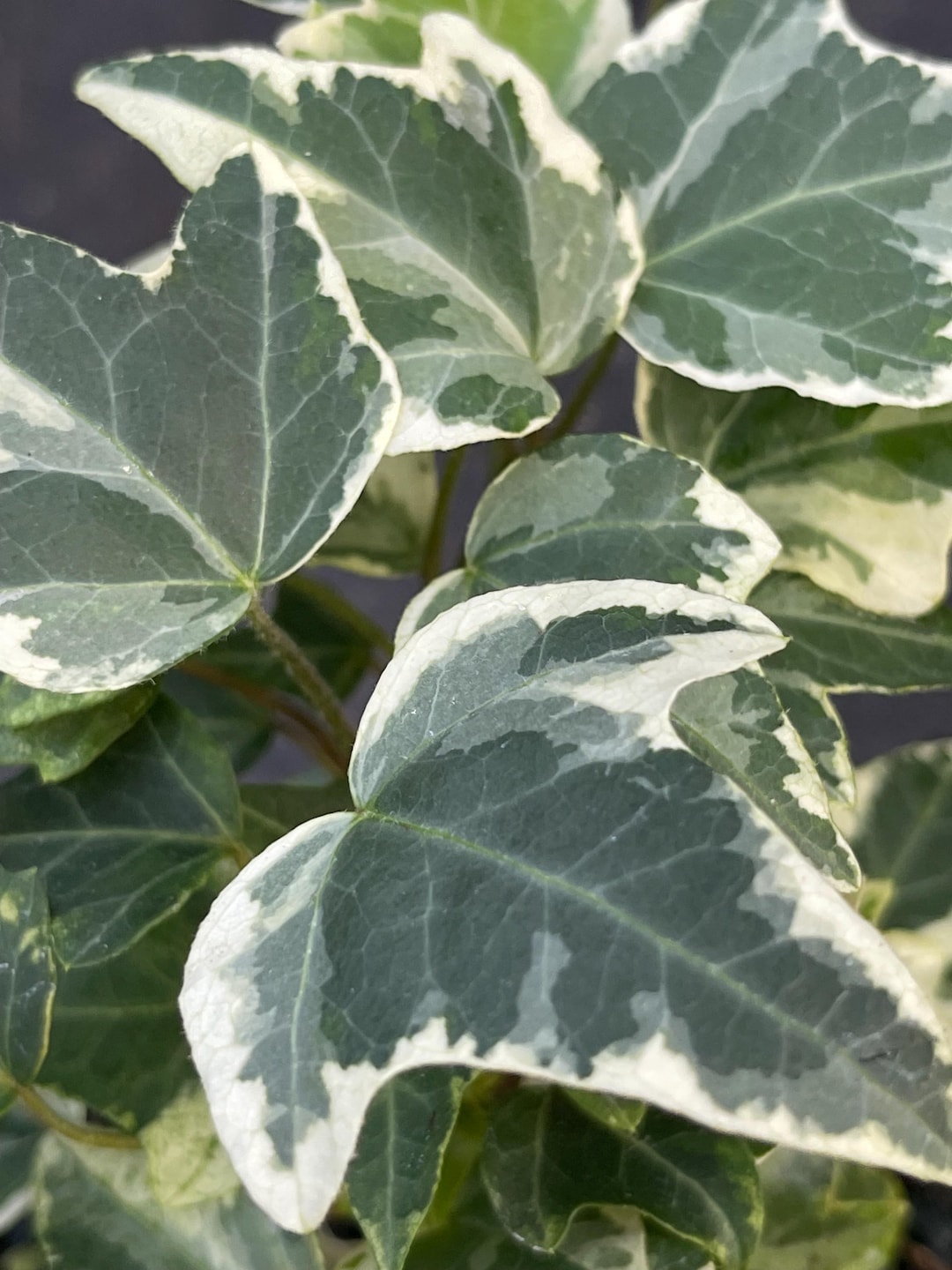 Variegated English Ivy- Live Plant - Etsy
