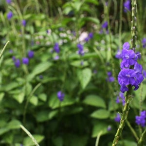 Purple Porter Weed - Live Plant- Stachytarpheta Frantzii - Etsy