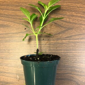 Purple Porter Weed - Live Plant- Stachytarpheta Frantzii - Etsy