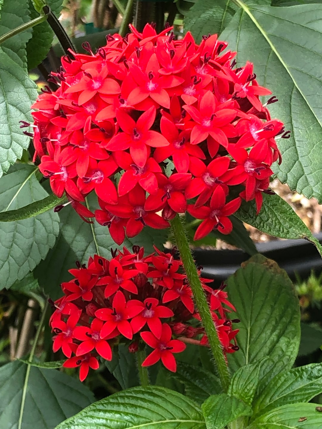 Perennial Red Penta “ruby” - Live Plant - Etsy