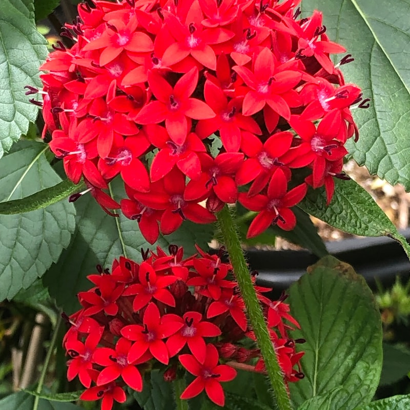 Outdoor Plants Perennial - Etsy