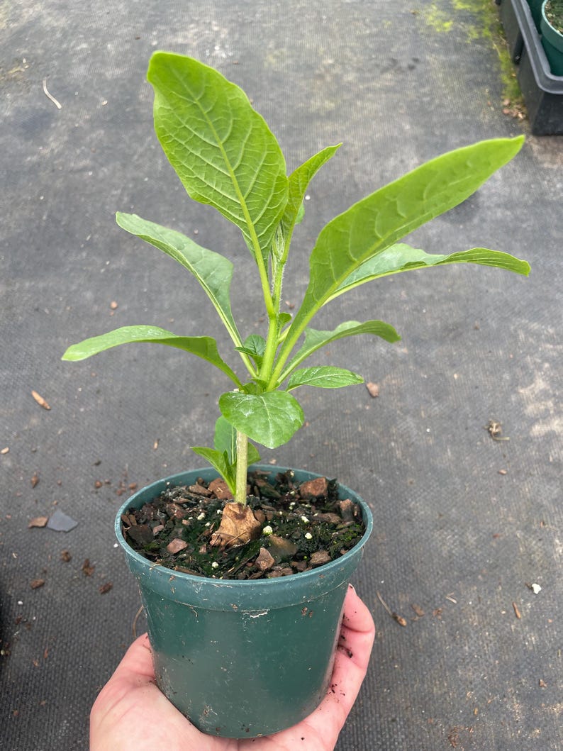 Iochroma 'princess', Mini Angels Trumpet- Live Plant - Etsy