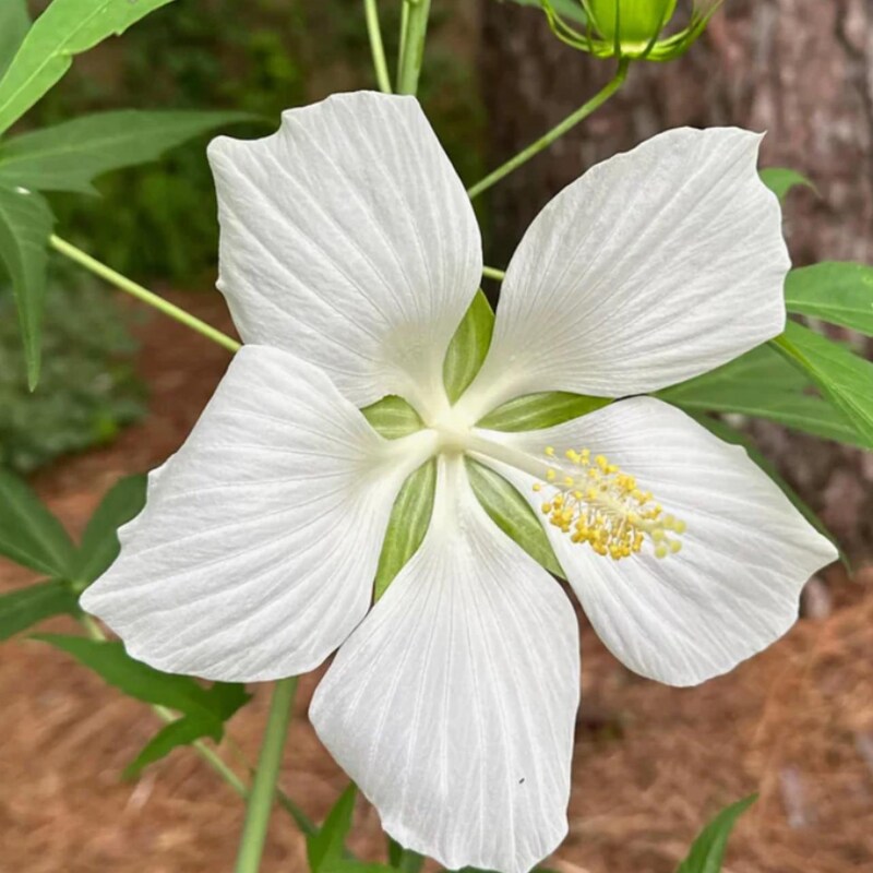 Texas Star - Etsy