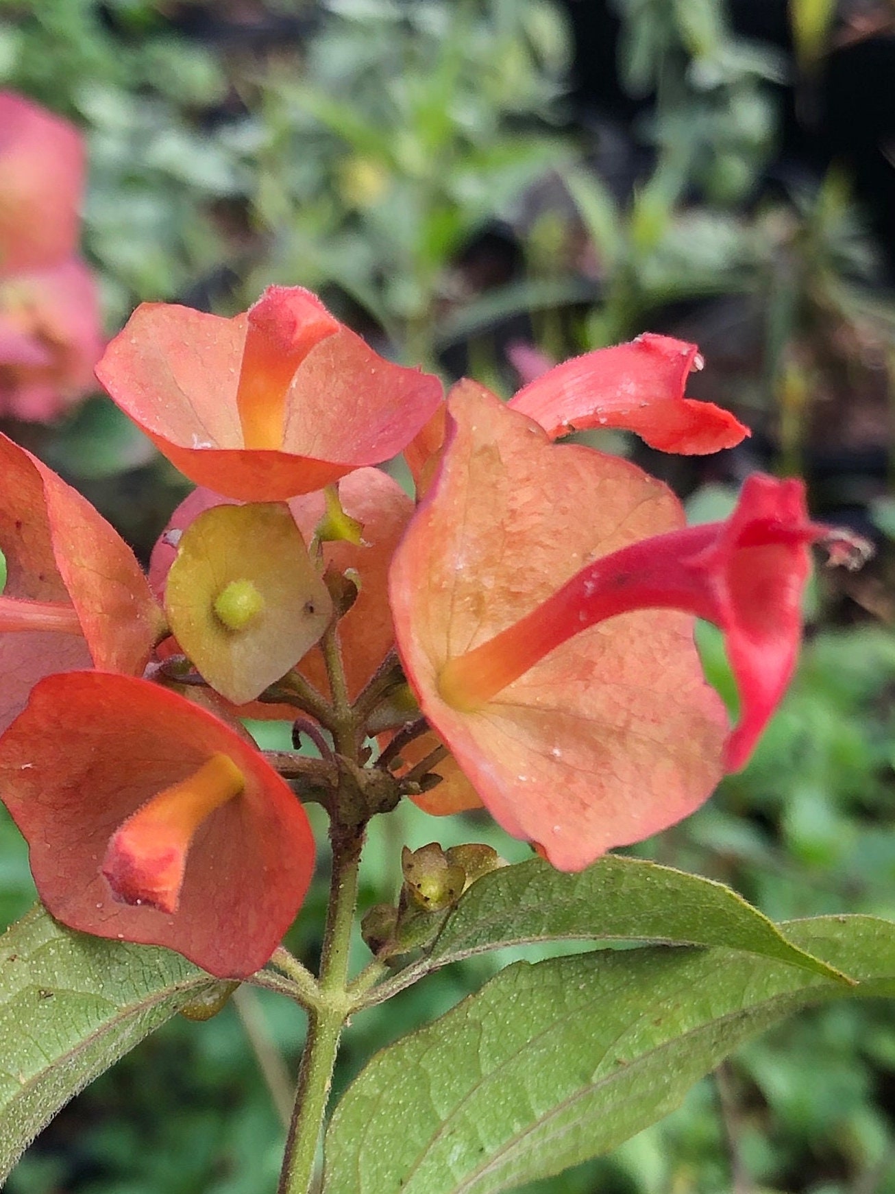 Orange Chinese Hat Plant, Holmskioldia Sanguinea- Live Plant - Etsy