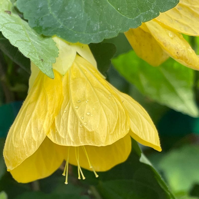 Abutilon - Etsy
