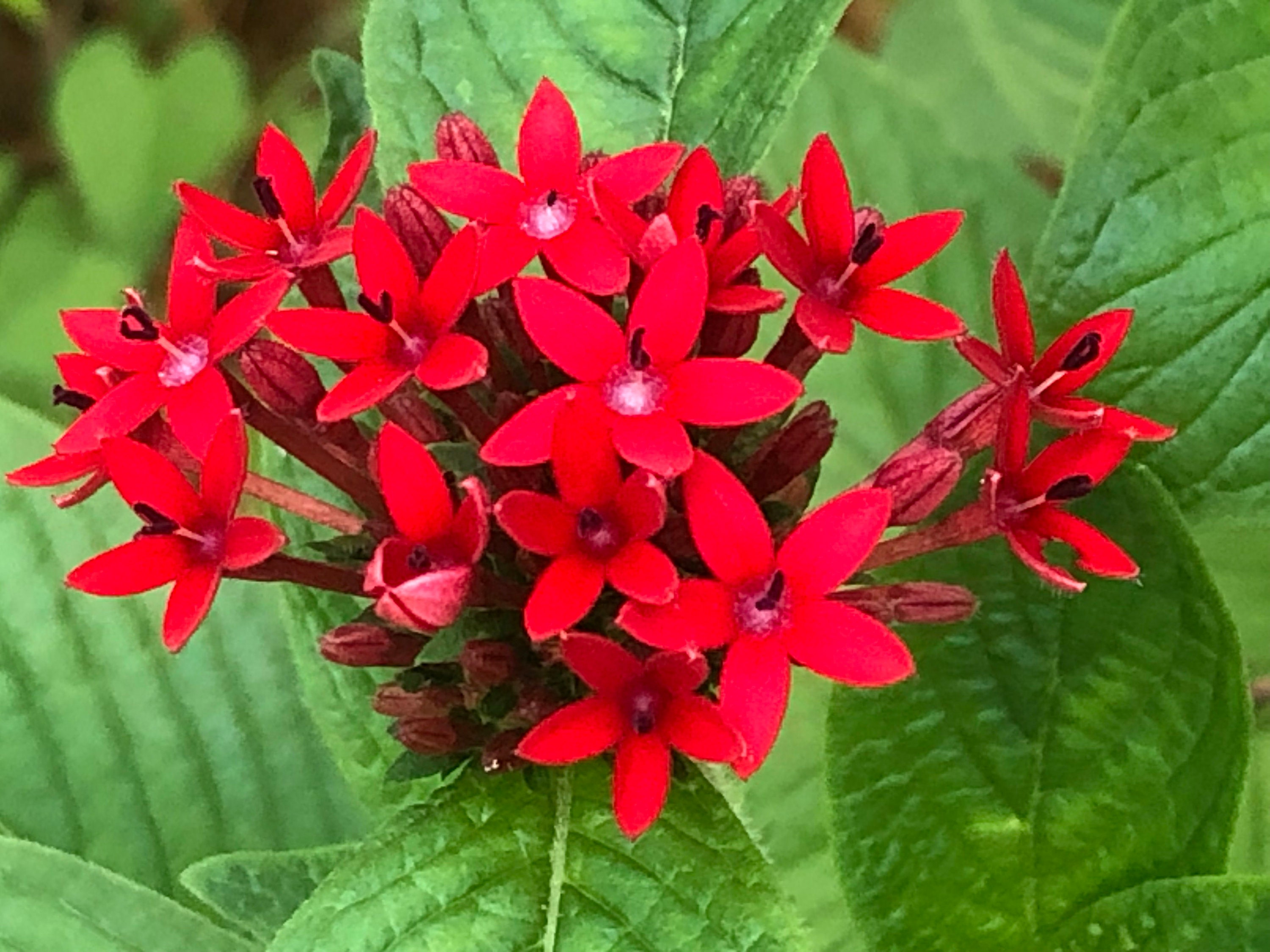 Perennial Red Penta “ruby” - Live Plant - Etsy