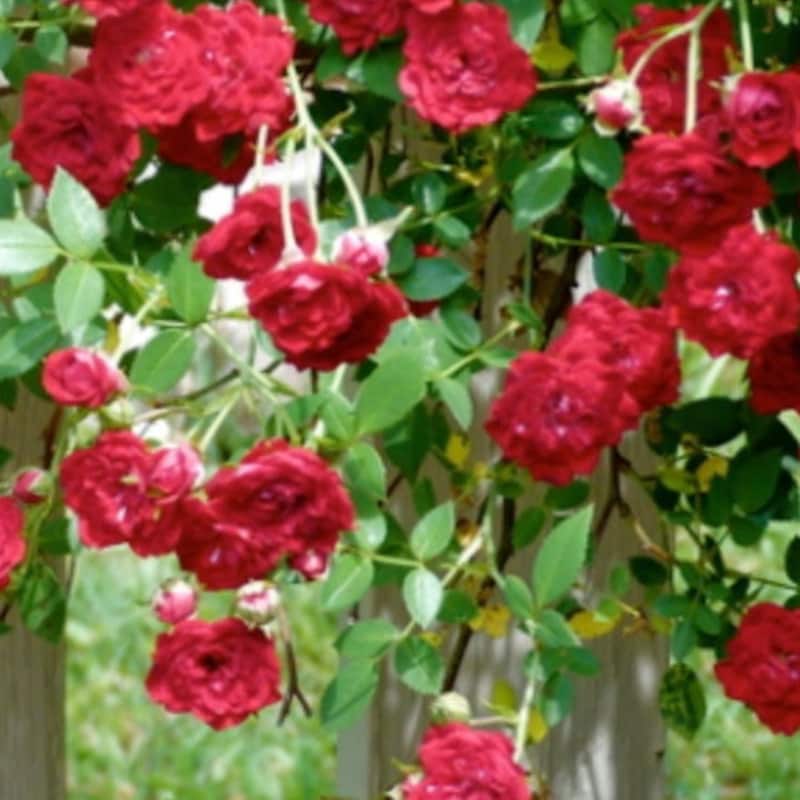 Miniature Red Rose - Etsy