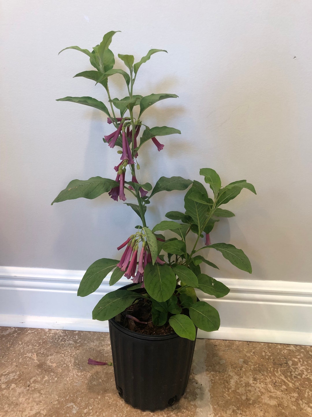 Iochroma 'wine Red', Mini Angels Trumpet Large Live Plant - Etsy