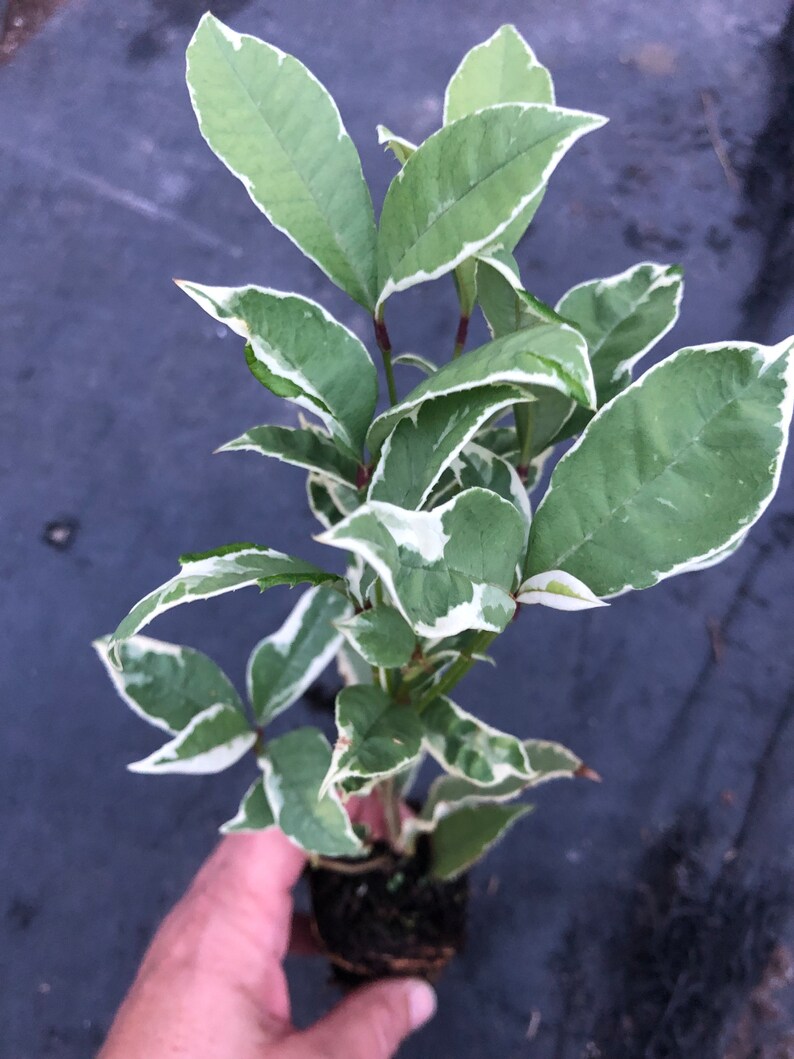 Osmanthus Yinbi Shuanghui Live Plant - Etsy