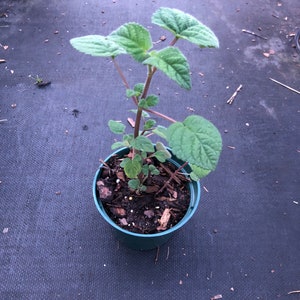 Rosebud Sage, Salvia Involucrata Live Plant - Etsy