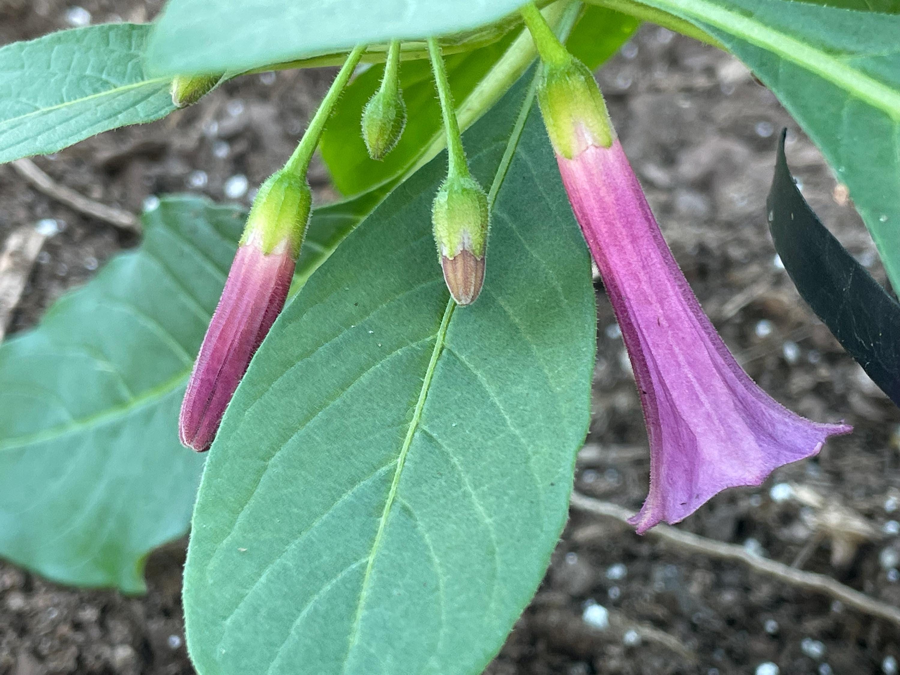 Iochroma 'princess', Mini Angels Trumpet- Live Plant - Etsy