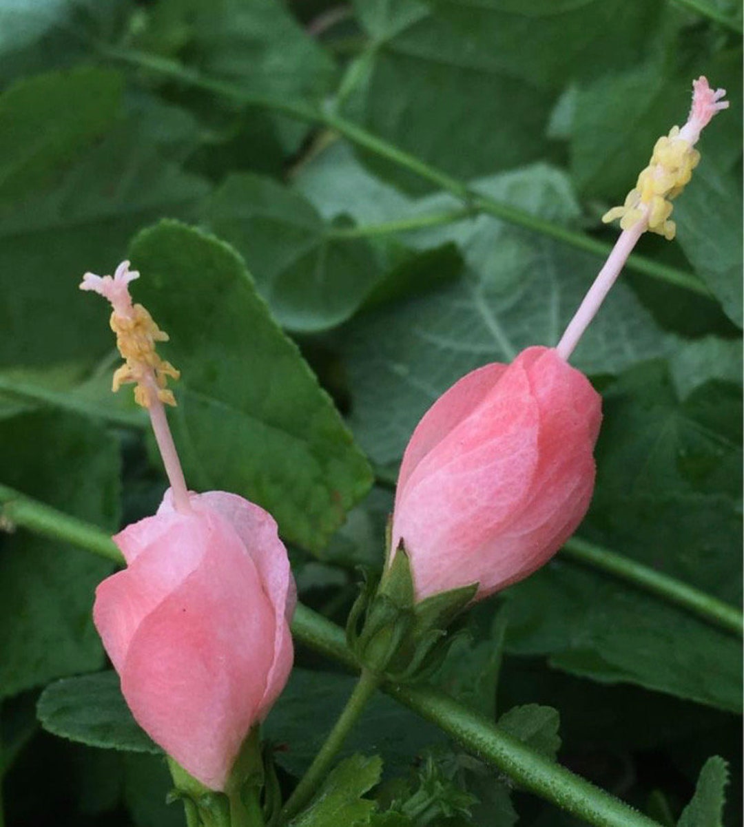Pam’s Pink Turk’s Cap, Malvaviscus Arboreus Var. Drummondii - Live ...
