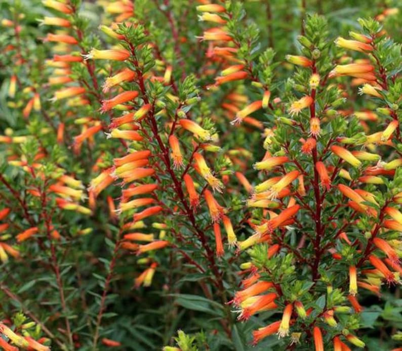Candy Corn Cuphea - Cuphea Micropetala - Live Plant - Etsy