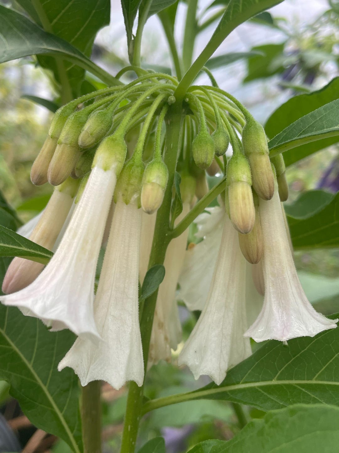 Iochroma 'white Knight', Mini Angel's Trumpet - Live Plant - Etsy