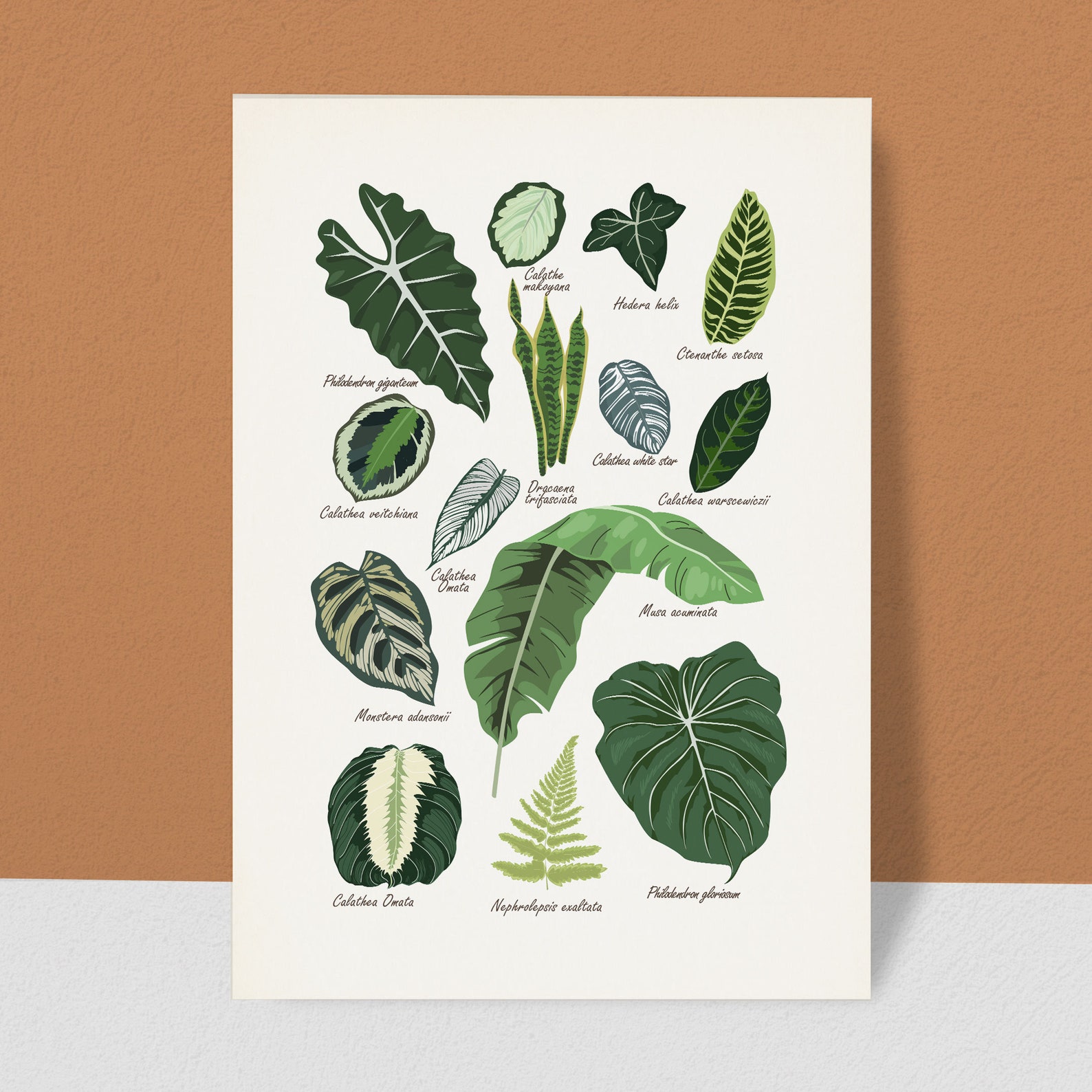 House Plants Print Plant Poster Printable Wall Art - Etsy