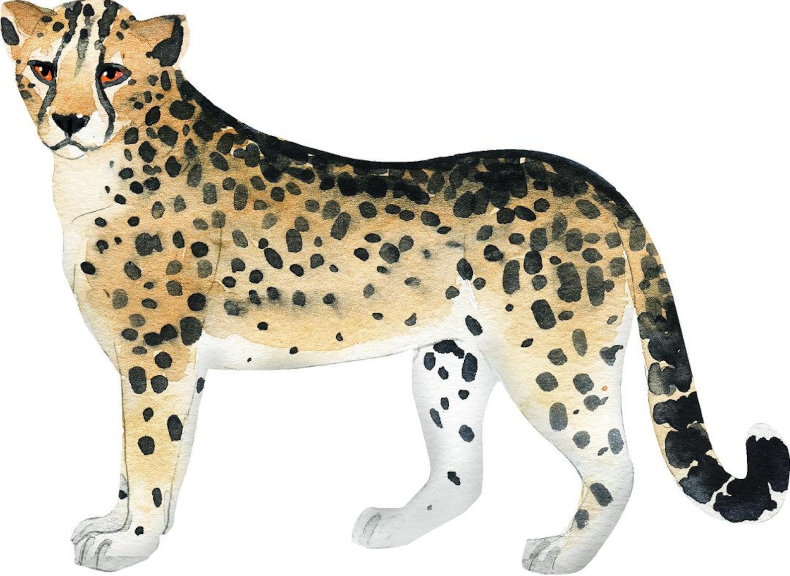 Cheetah Wall Decal Safari Animal Wall Sticker Removable Fabric - Etsy