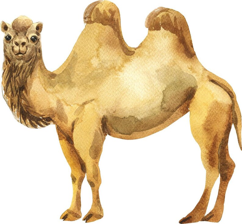 Camel Wall Decal Safari Animal Wall Sticker Removable Fabric - Etsy