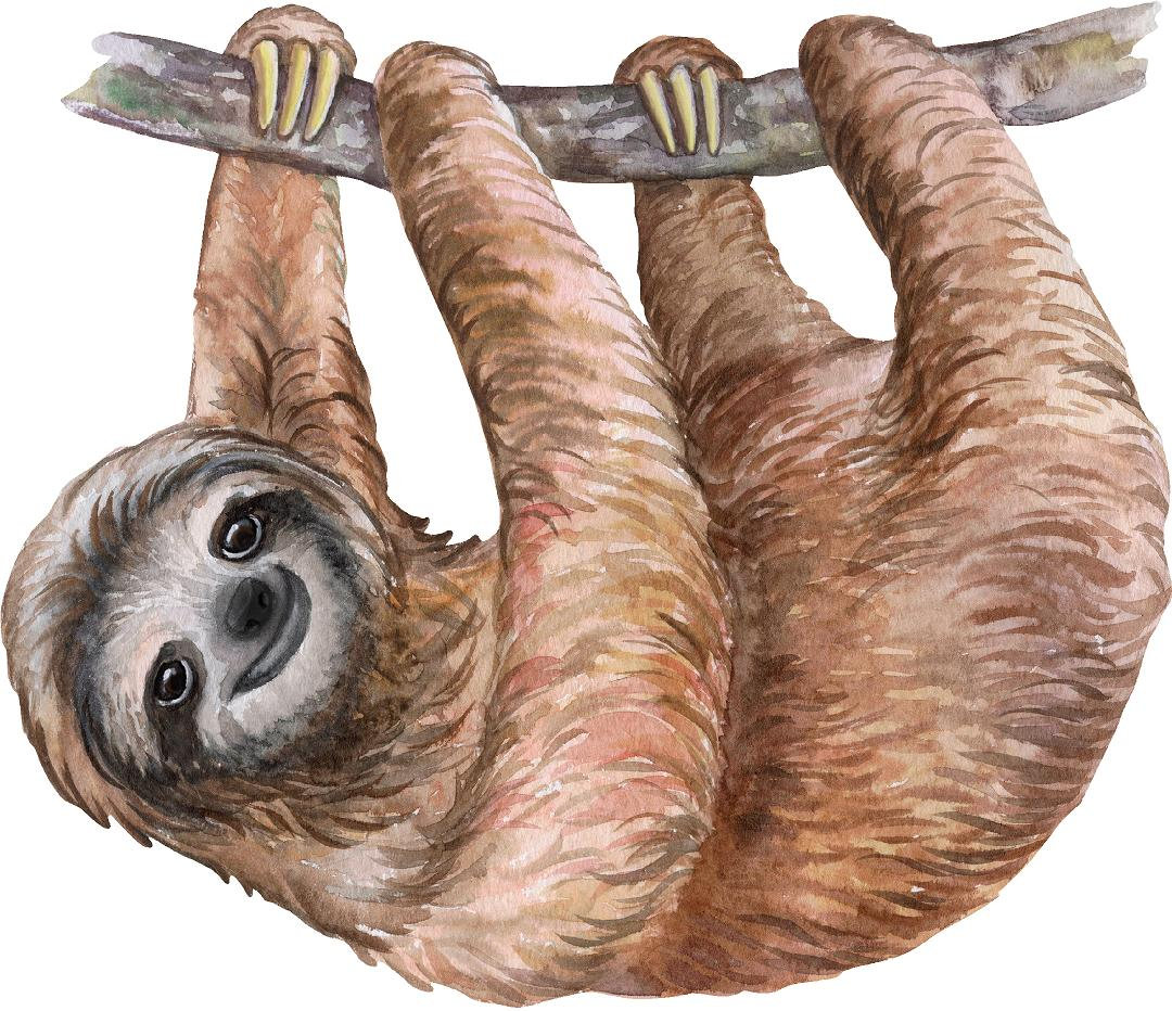 Sloth 1 Wall Decal Tropical Rain Forest Animal Wall Sticker - Etsy