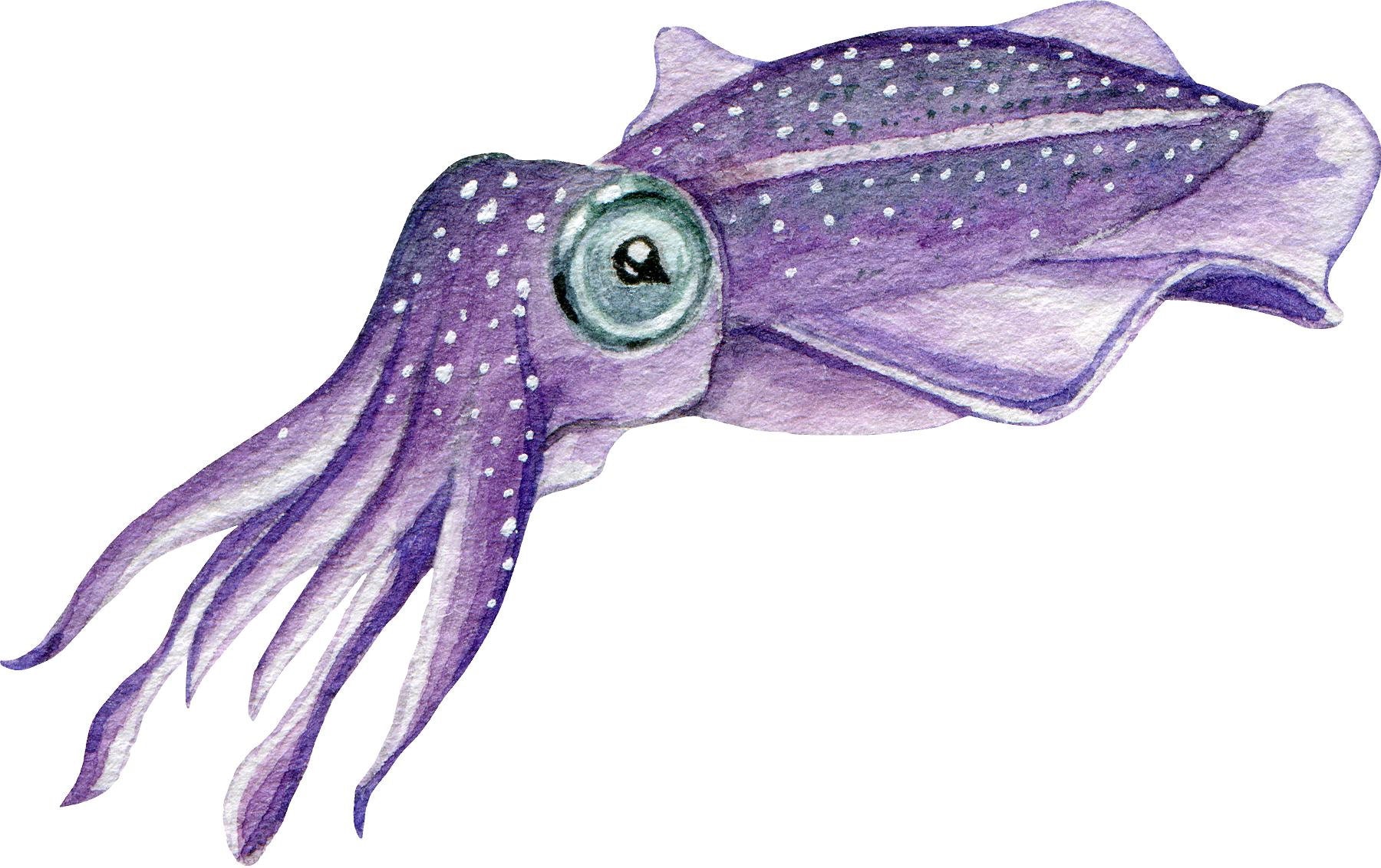 Purple Cuttlefish Wall Decal Ocean Sea Life Removable Fabric - Etsy