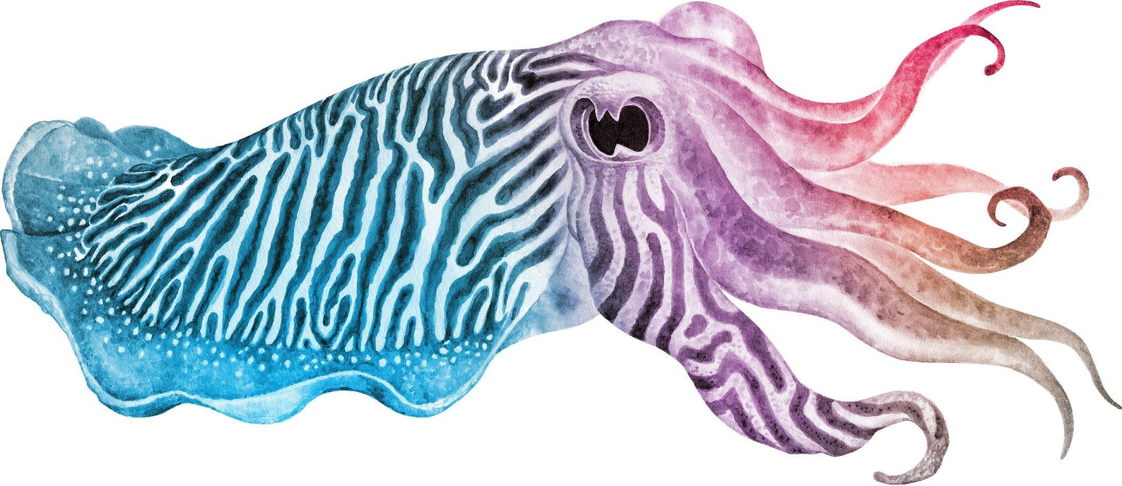 Rainbow Cuttlefish Wall Decal Ocean Sea Life Removable Fabric - Etsy