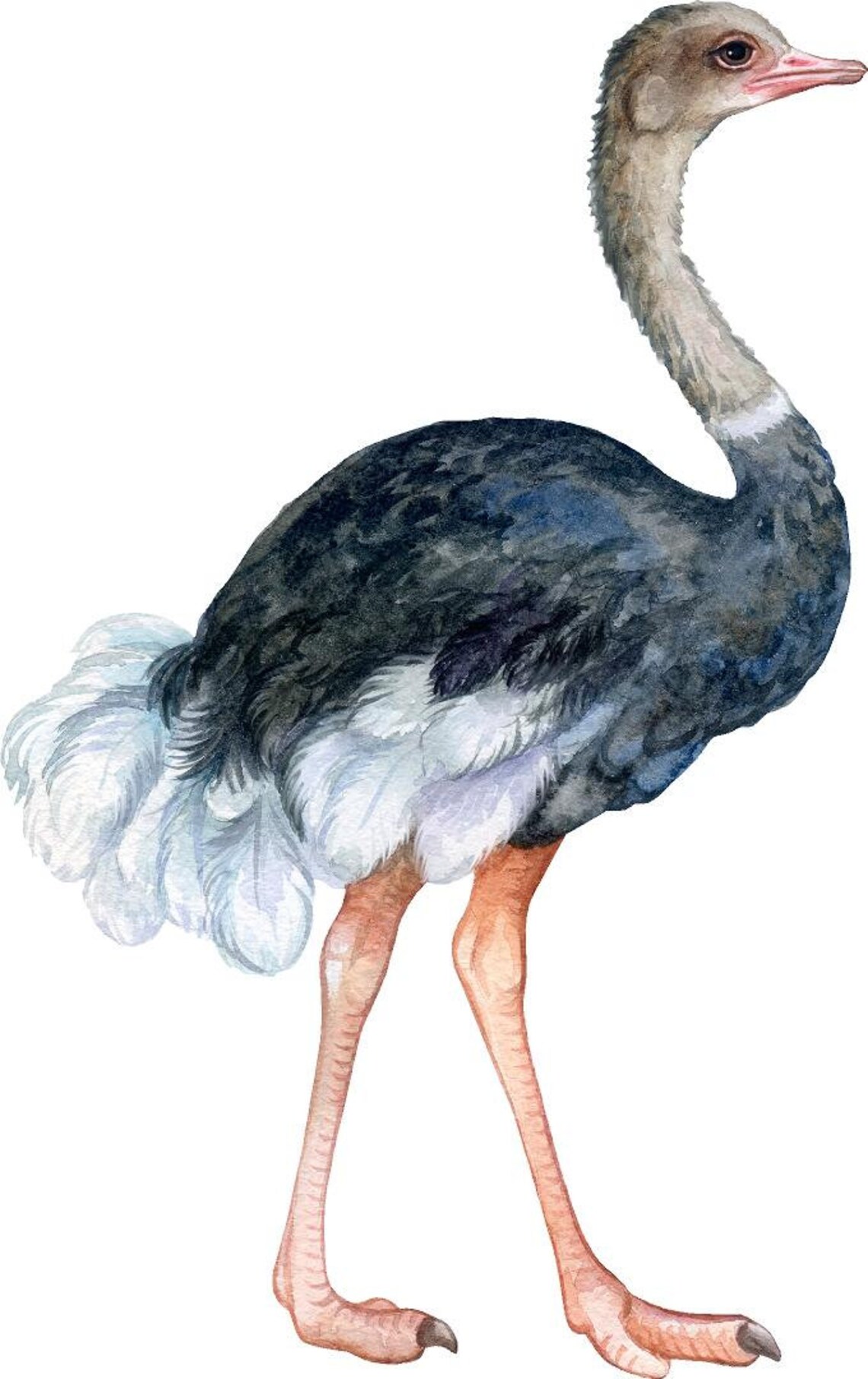 Ostrich Wall Decal Safari Animal Wall Sticker Removable Fabric - Etsy