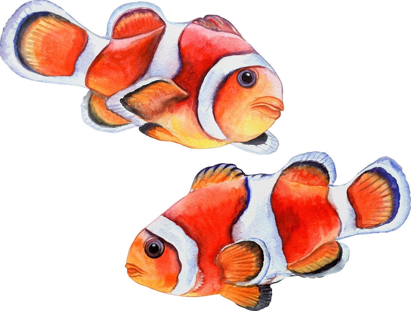 Watercolor Clownfish Set Wall Decal Removable Sea Life Wall | Etsy