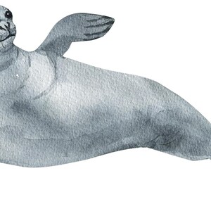 Watercolor Hawaiian Monk Seal Wall Decal Ocean Sea Life Removable ...