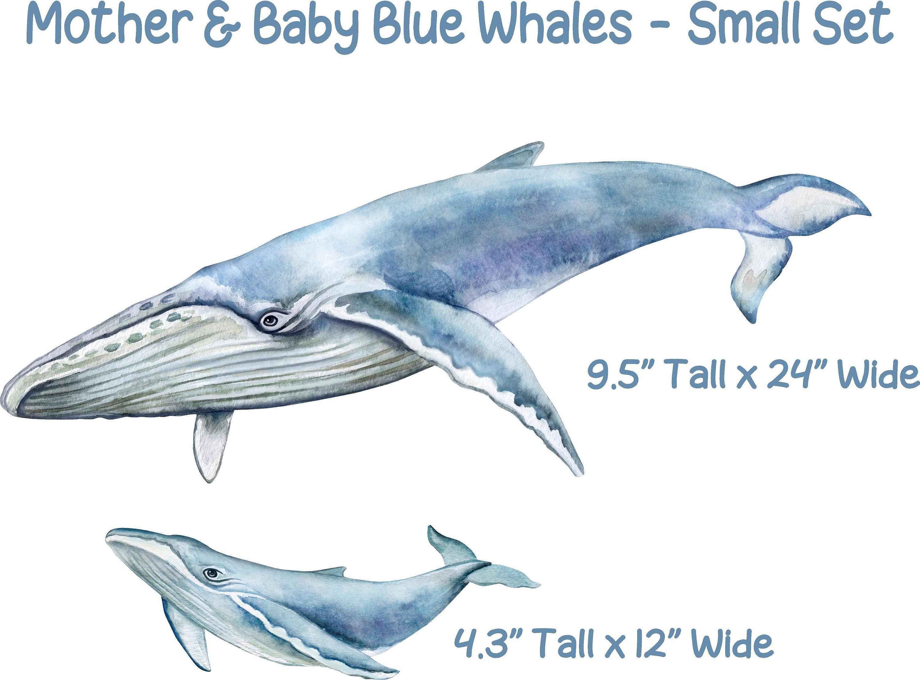 Baby Blue Whale Size